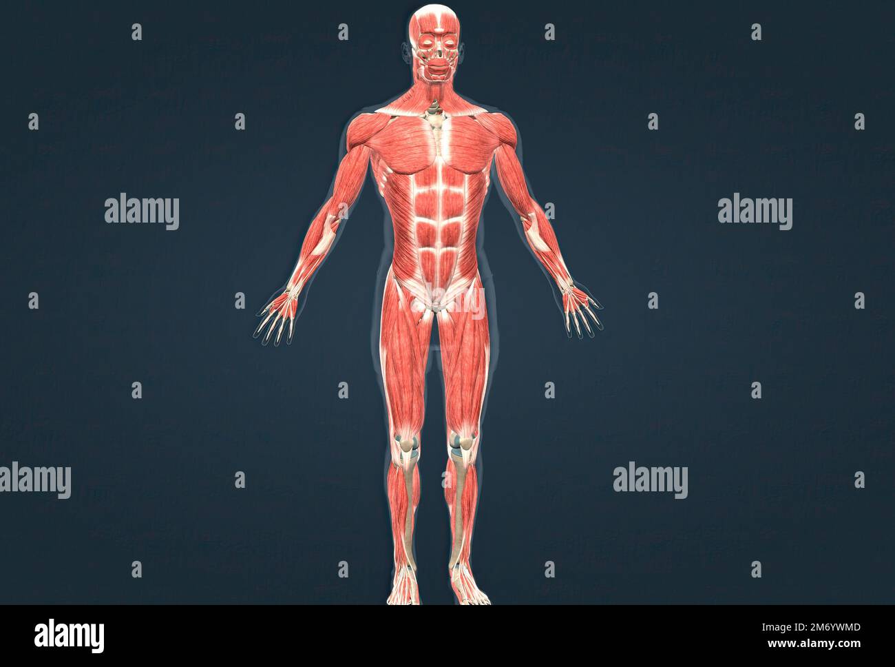 Male human muscular system anatomy 3D illustration Stock Photo - Alamy