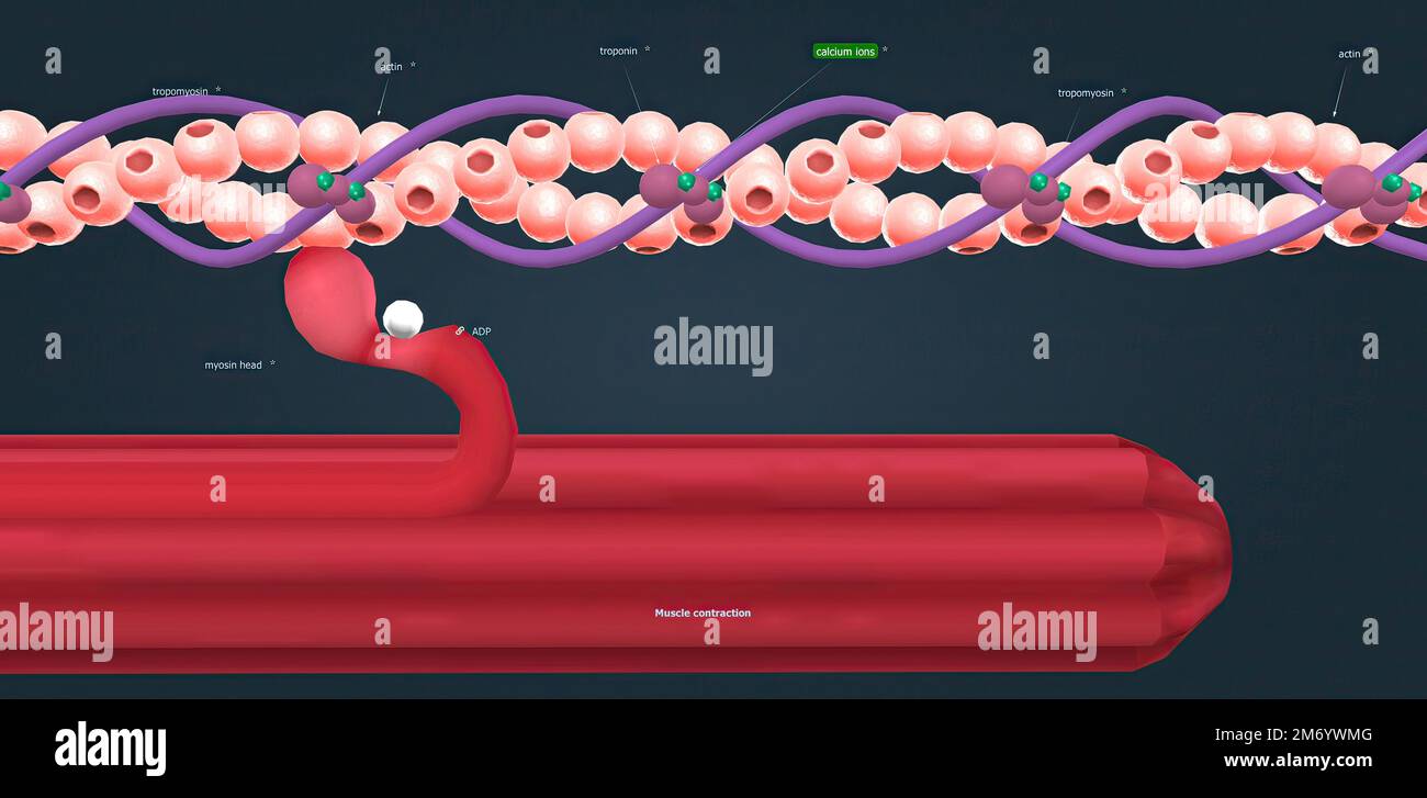 Actin myosin hi-res stock photography and images - Alamy