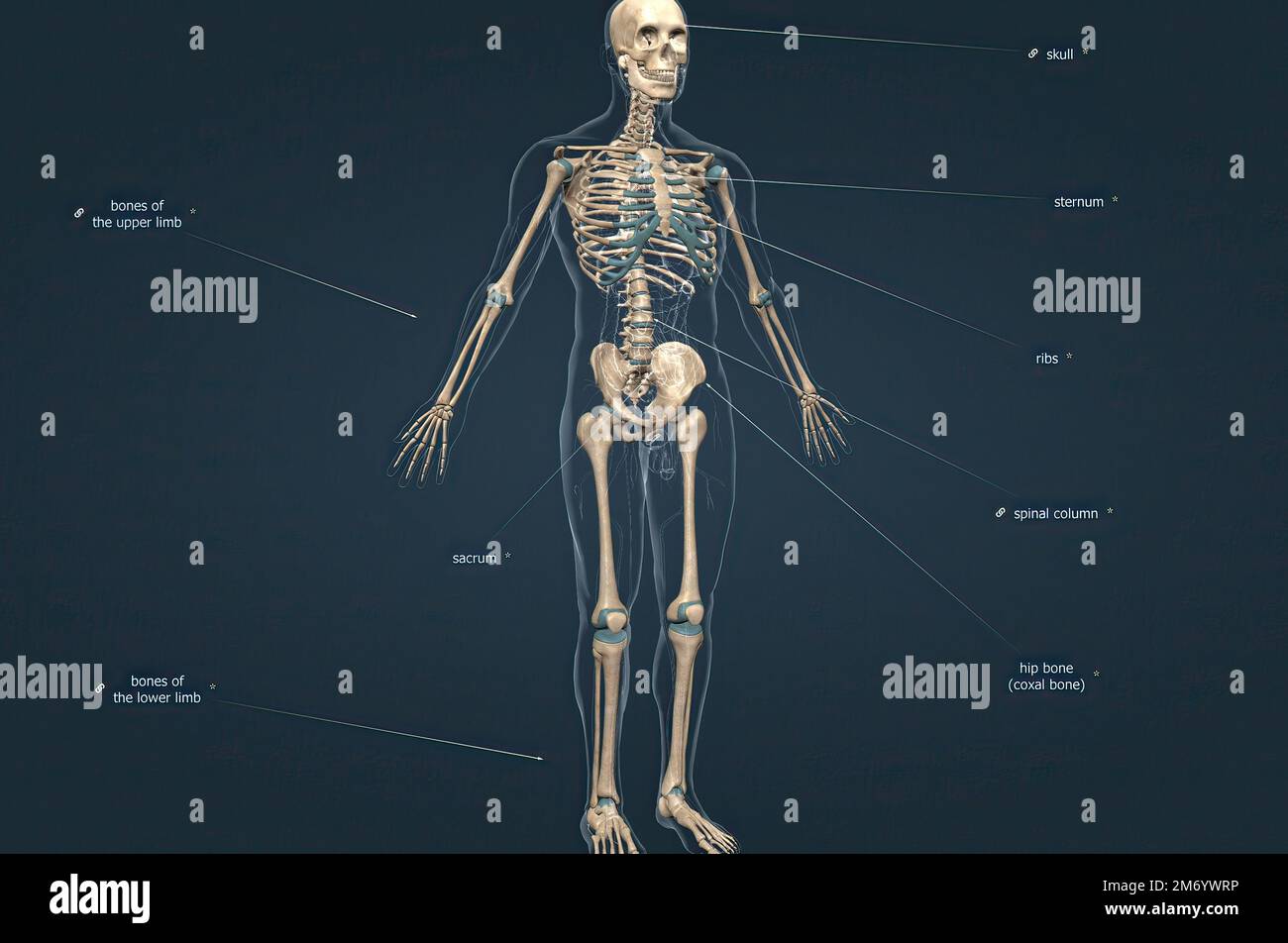 Types human bones hi-res stock photography and images - Alamy