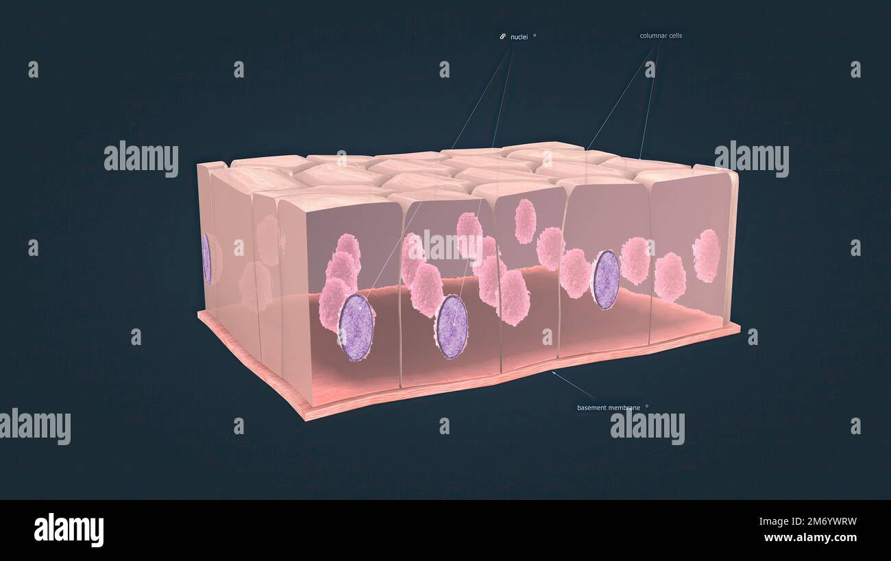 Simple columnar epithelial cell hi-res stock photography and images - Alamy