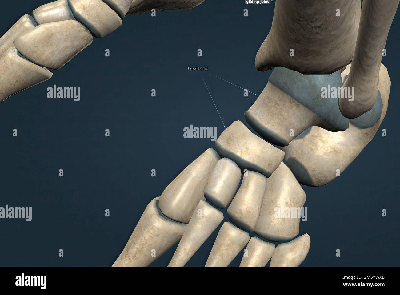 Bony socket hi-res stock photography and images - Alamy