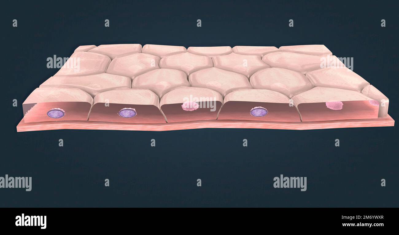 Squamous epithelium hi-res stock photography and images - Alamy