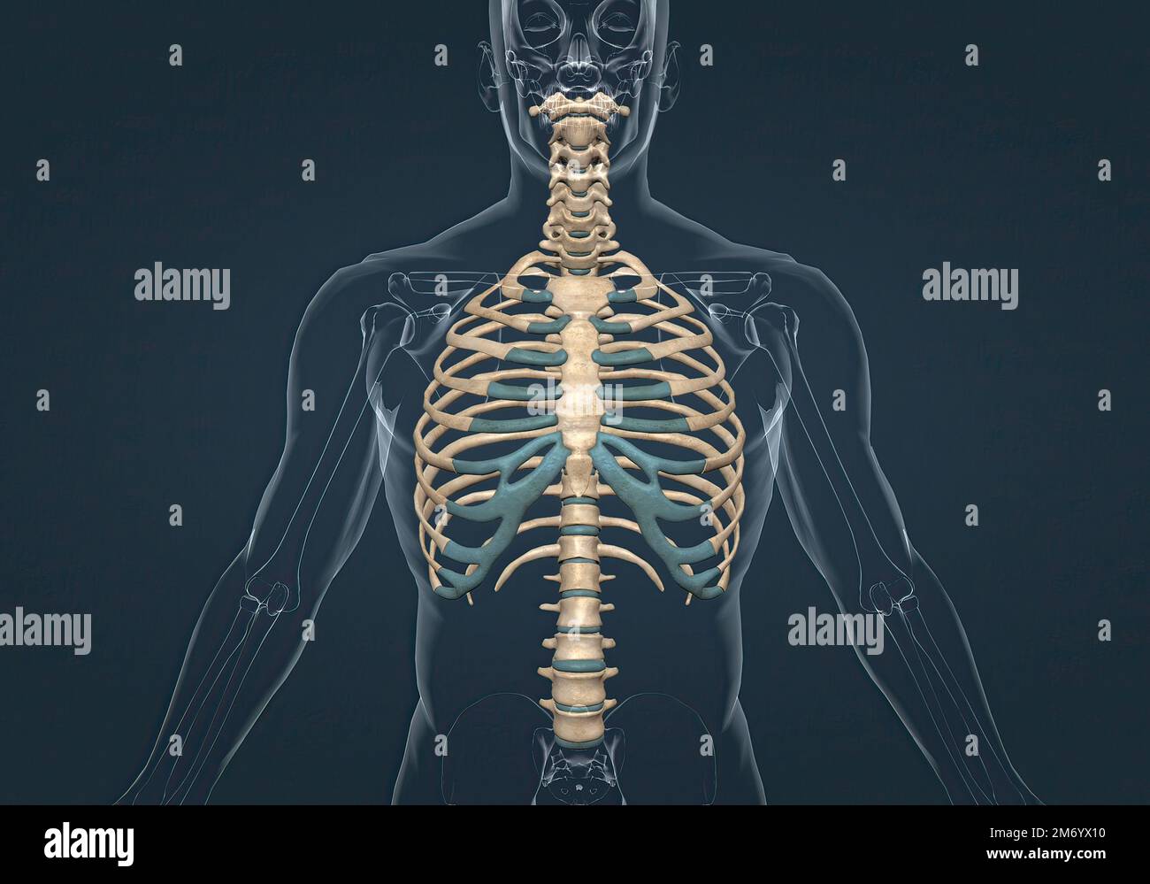 Types human bones hi-res stock photography and images - Alamy