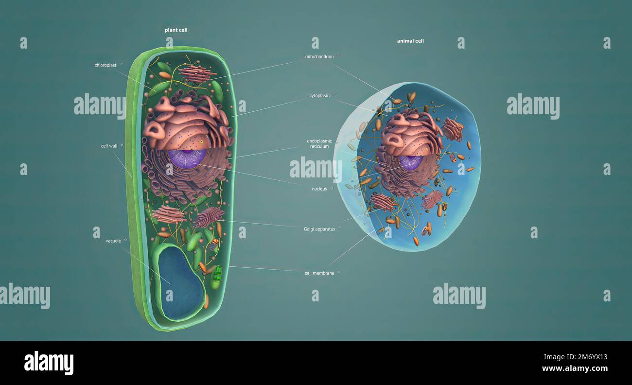 Cytoskeleton of plant cells hi-res stock photography and images - Alamy