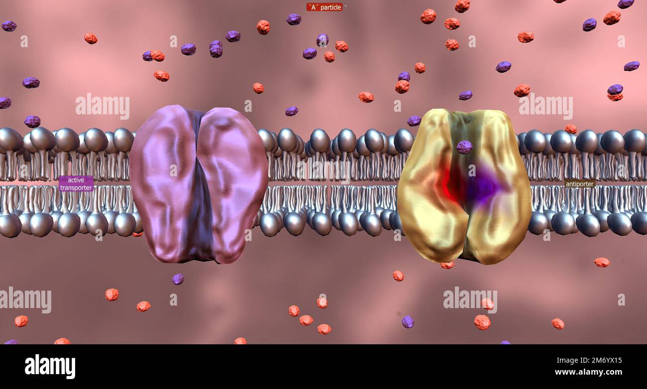 Permeable membrane hi-res stock photography and images - Alamy