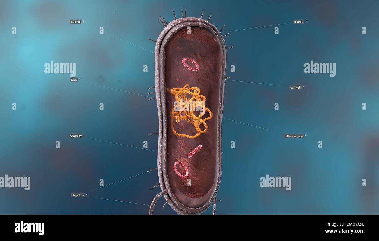 Wound bacteriology hi-res stock photography and images - Alamy