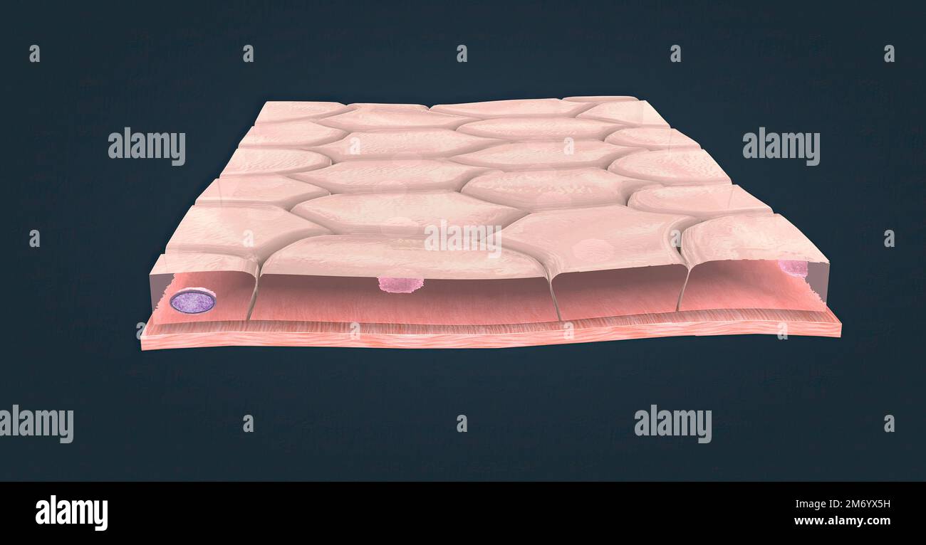 Squamous epithelium hi-res stock photography and images - Alamy