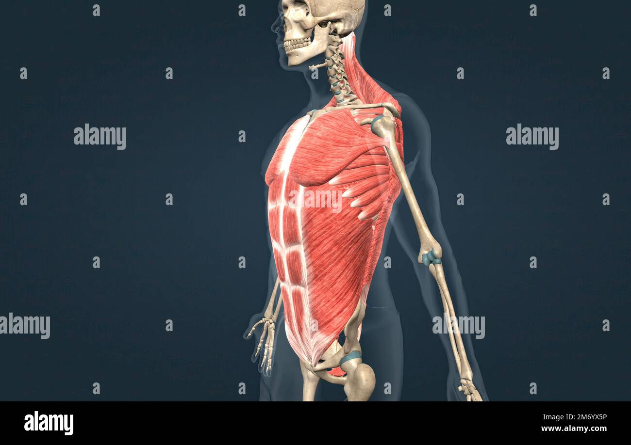 Extension of vertebral column hi-res stock photography and images - Alamy