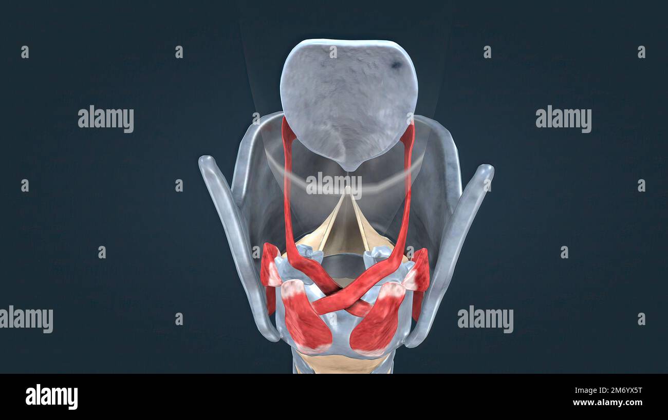 Nasal part of the pharynx hi-res stock photography and images - Alamy