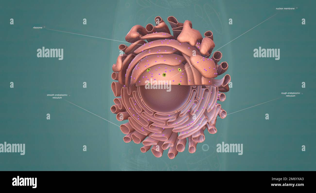 Cytoskeleton of plant cells hi-res stock photography and images - Alamy