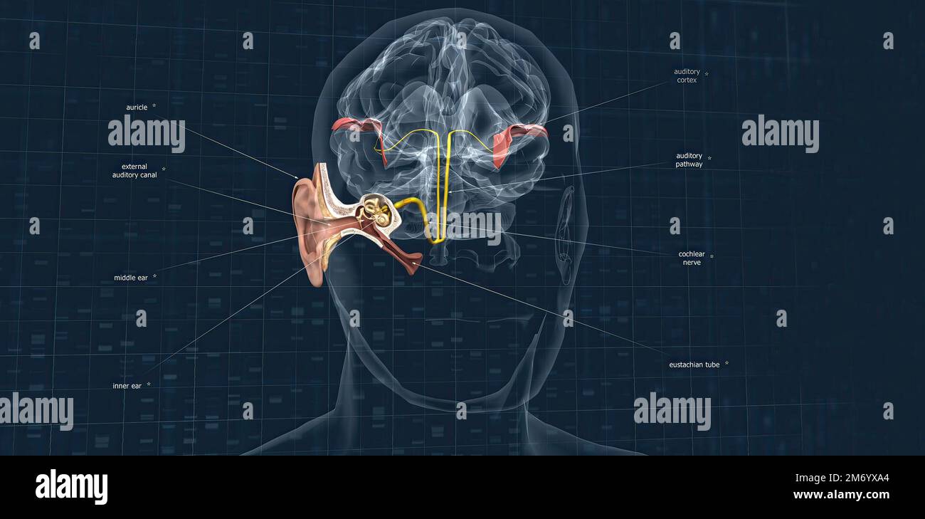 Snail organs hi-res stock photography and images - Alamy