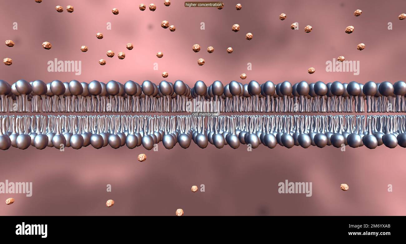 Permeable membrane hi-res stock photography and images - Alamy
