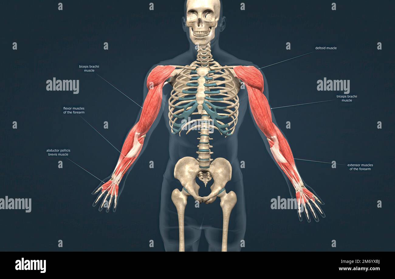 Biceps femoral hi-res stock photography and images - Alamy