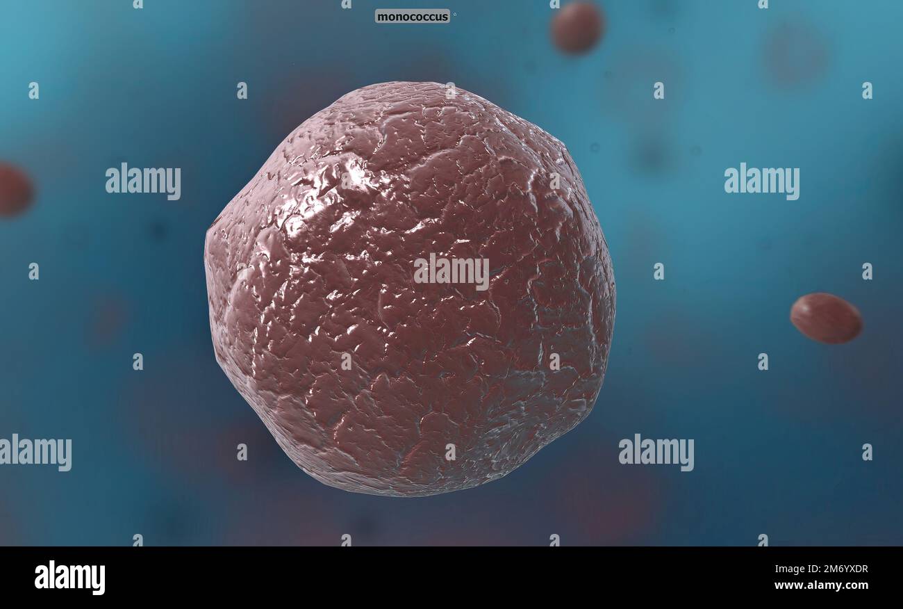 Bacteria Are Divided Into Three Classes According To Their Shape Cocci