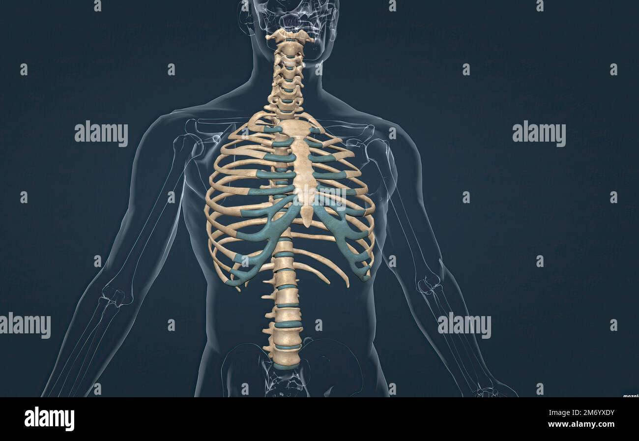 Types human bones hi-res stock photography and images - Alamy