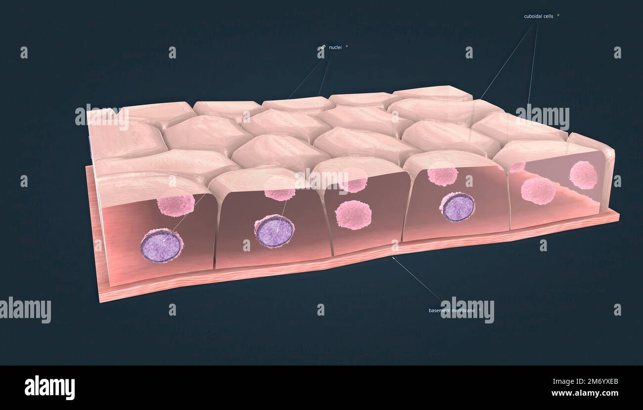Stratified cuboidal epithelium hi-res stock photography and images - Alamy