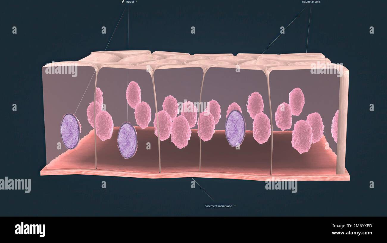 Simple columnar epithelial cell hi-res stock photography and images - Alamy