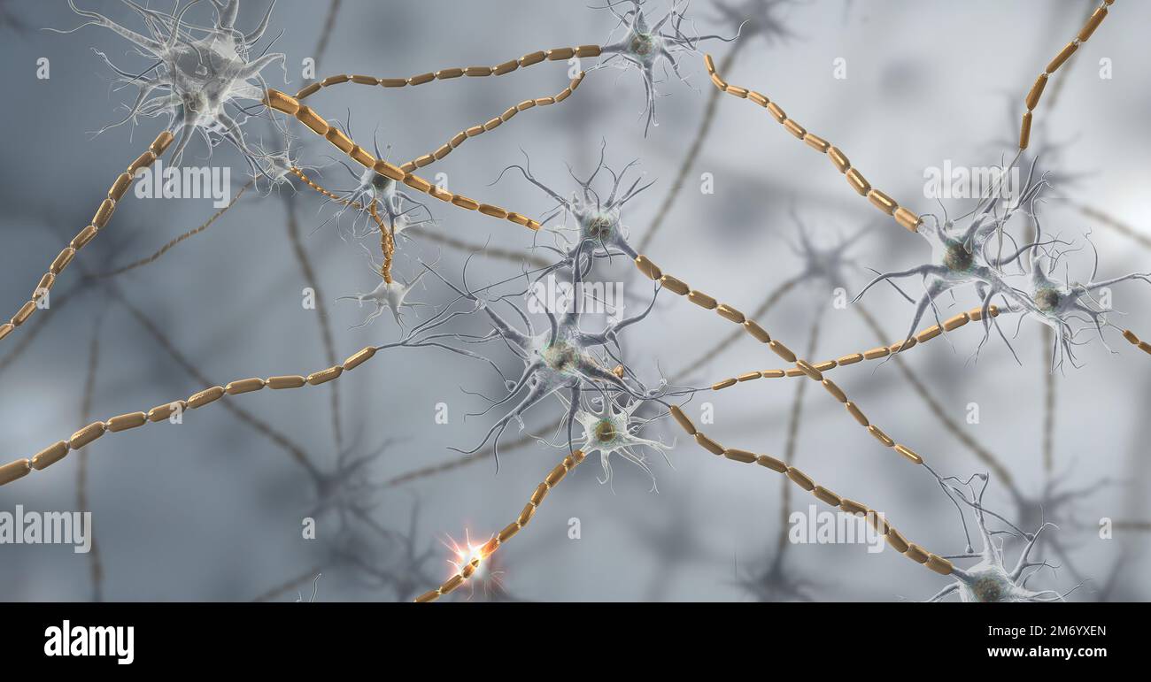 Nerve fibres human brain hi-res stock photography and images - Alamy