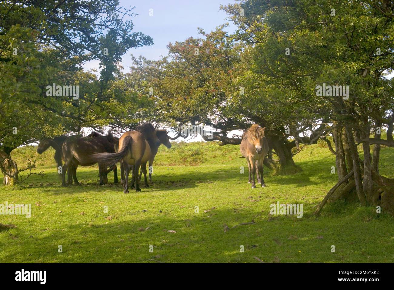 Ponies under trees hi-res stock photography and images - Alamy