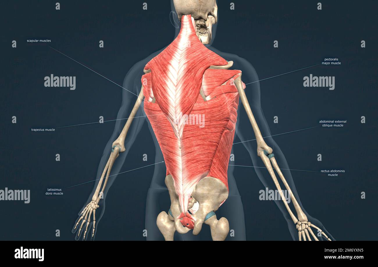 Thoracic extension hi-res stock photography and images - Alamy