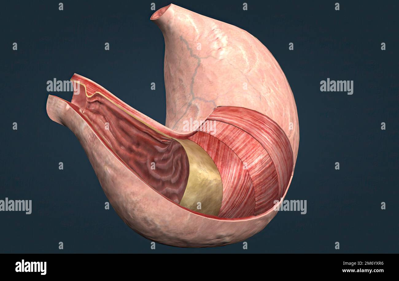 Gastric feeding system hi-res stock photography and images - Alamy