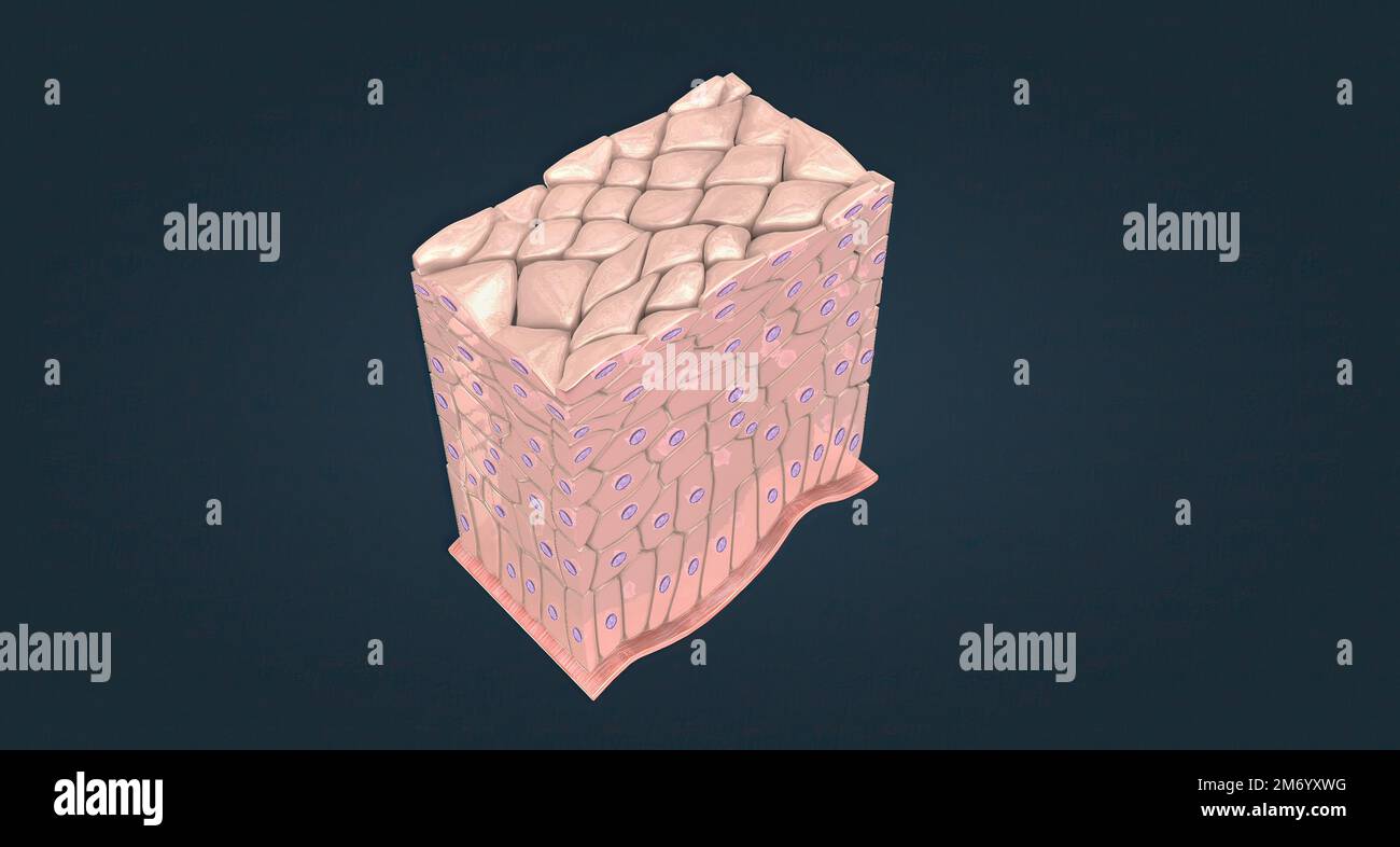 Basal layers hi-res stock photography and images - Alamy