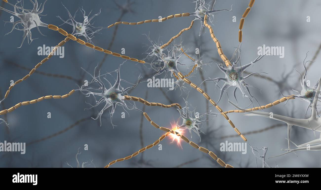 Nerve fibres human brain hi-res stock photography and images - Alamy