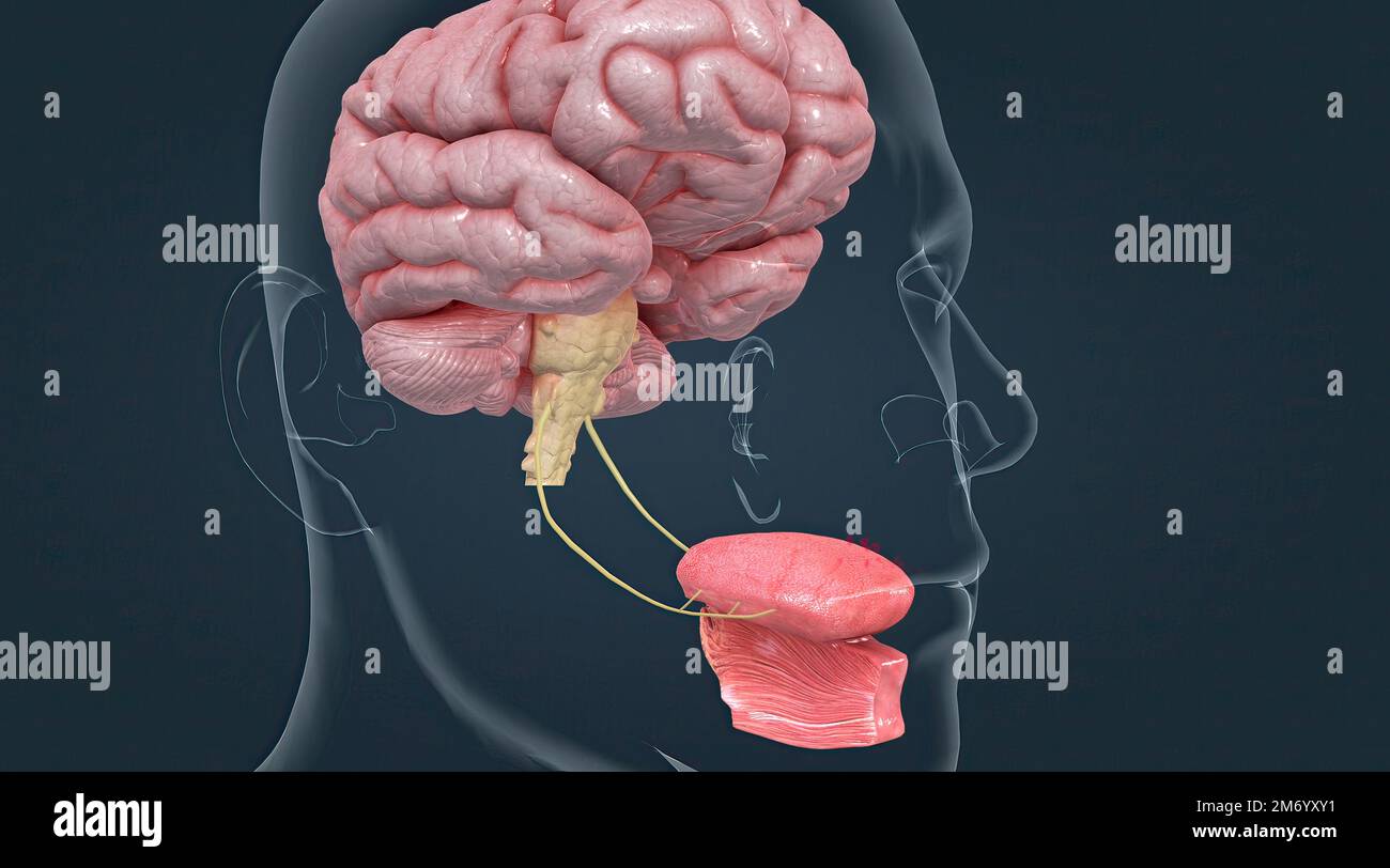 Human tongue taste buds hi-res stock photography and images - Alamy