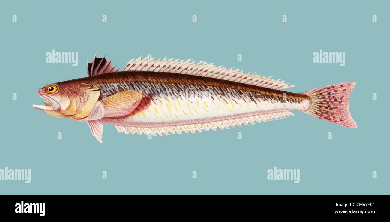 Trachinus draco illustrated by Charles Dessalines D'Orbigny (1806-1876 ...