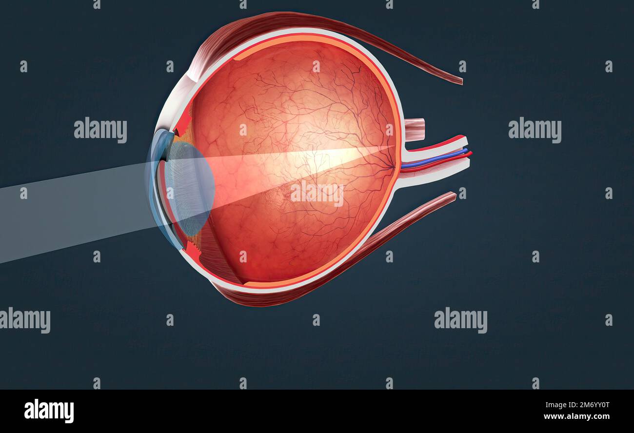 Human eye light receptor cone hi-res stock photography and images - Alamy