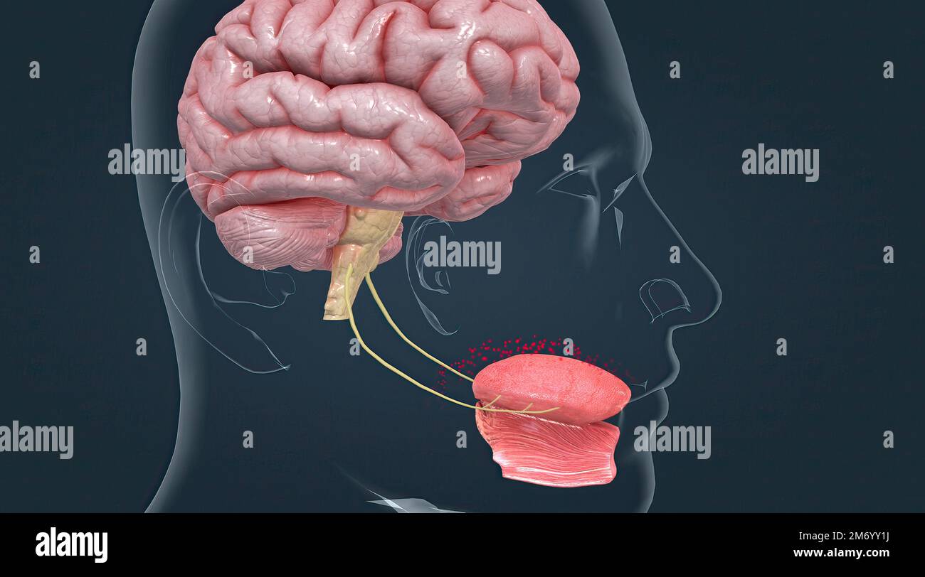 Chemosensory receptors hi-res stock photography and images - Alamy