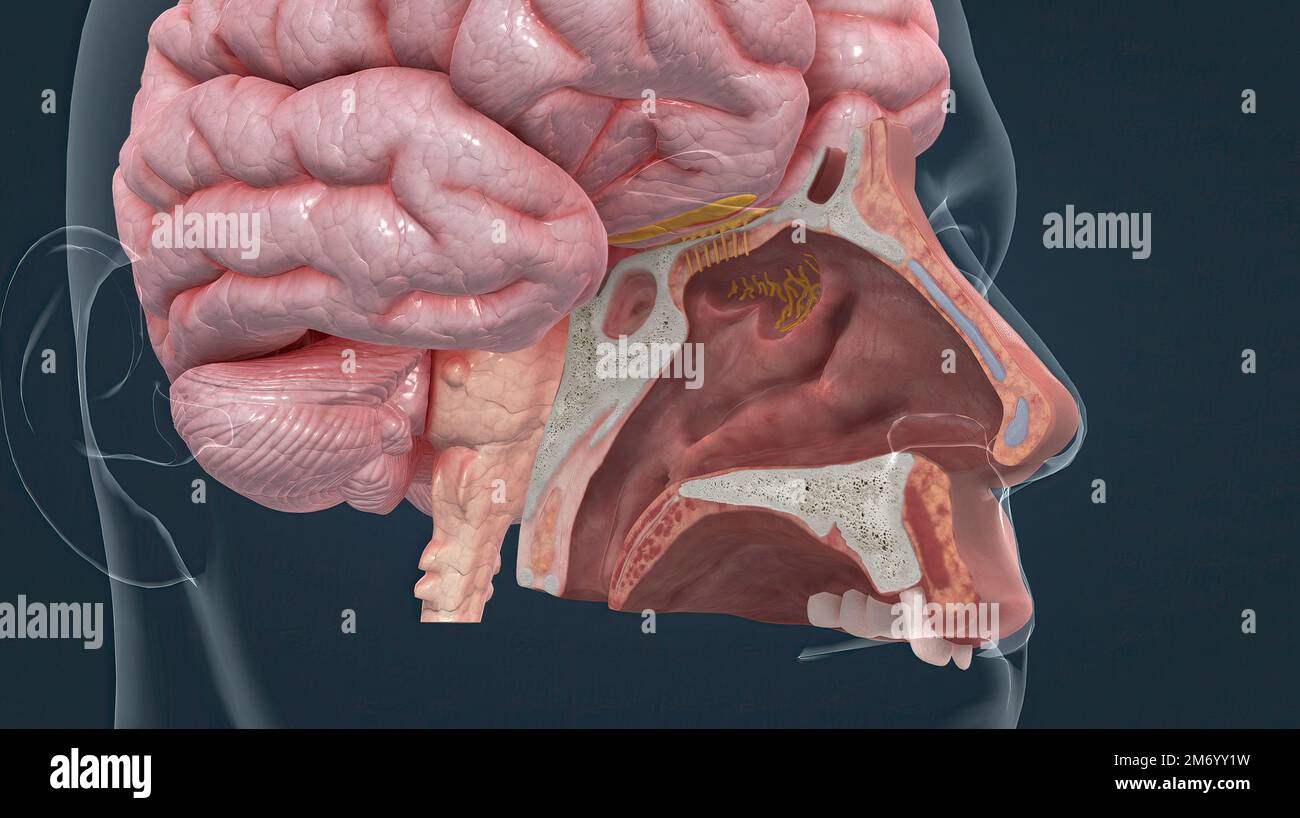 Olfactory epithelium receptor hi-res stock photography and images - Alamy