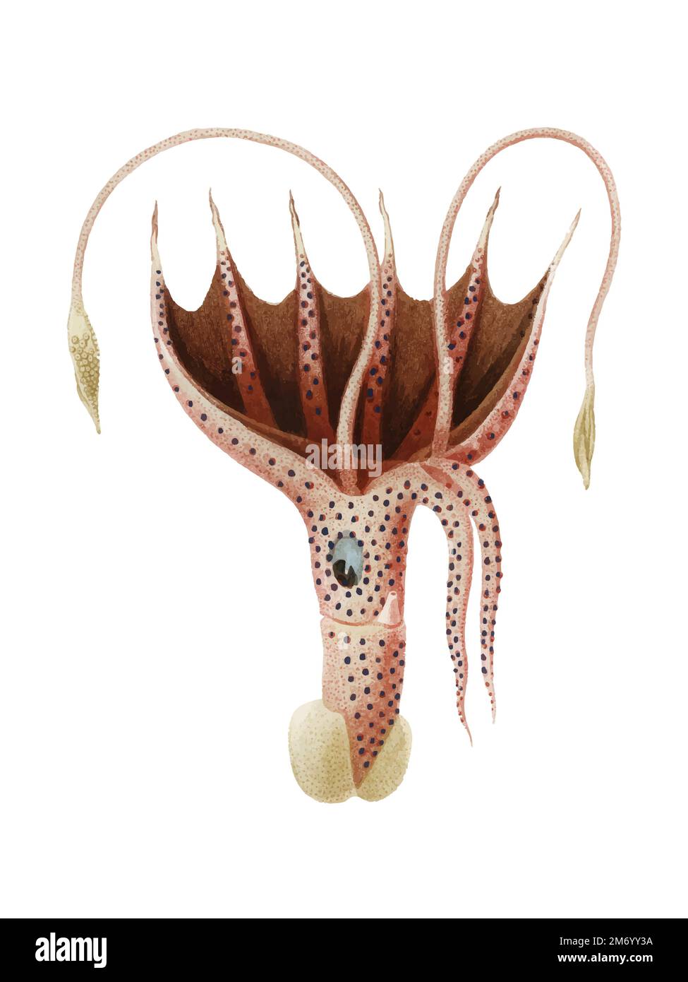 The umbrella squid (Histioteuthis bonnellii) illustrated by Charles ...