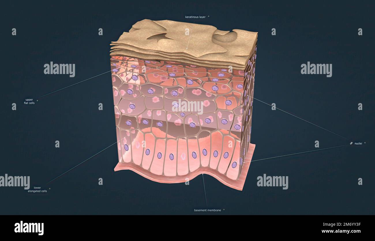 Absorptive epithelium hi-res stock photography and images - Alamy