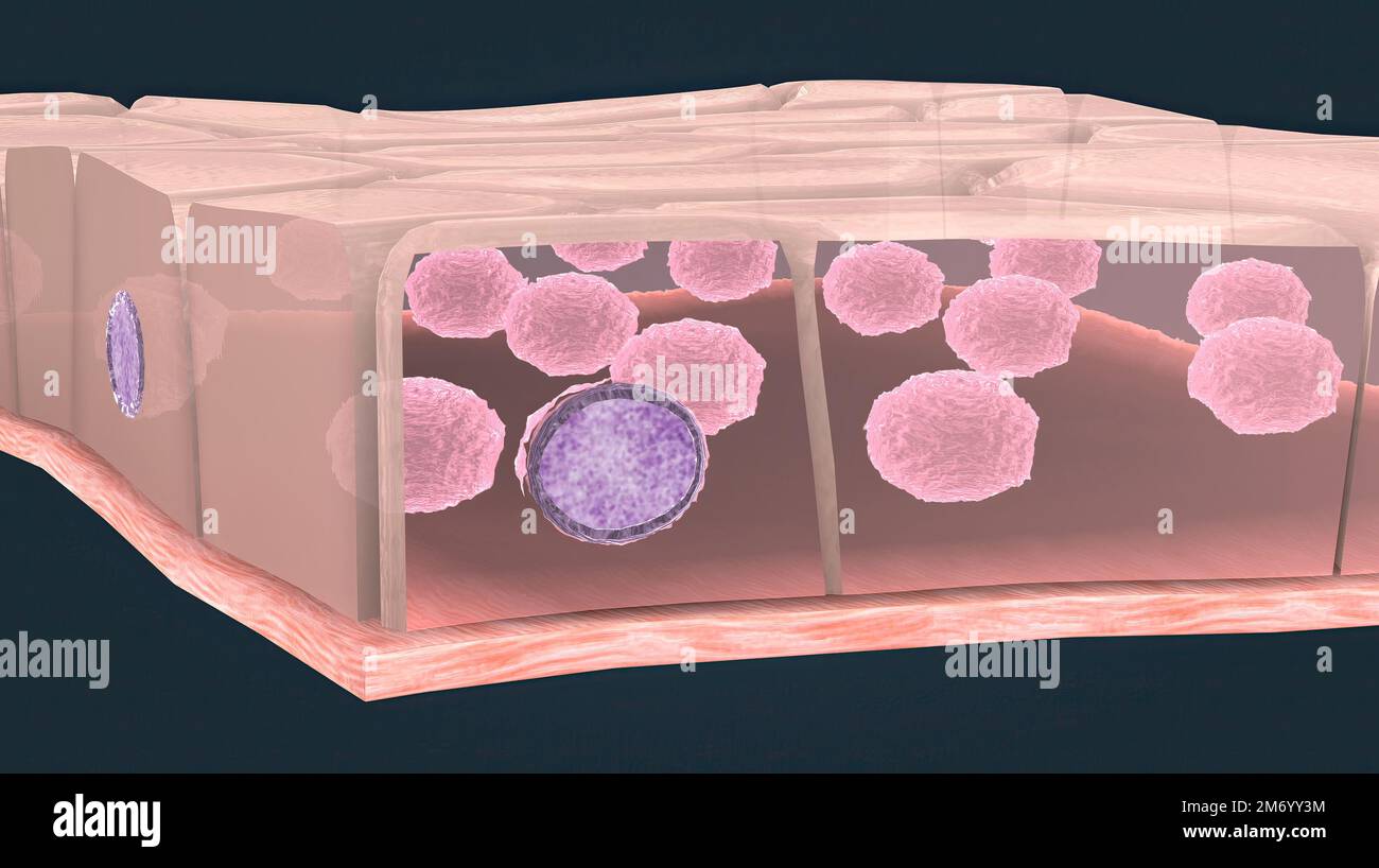 Stratified cuboidal epithelium hi-res stock photography and images - Alamy