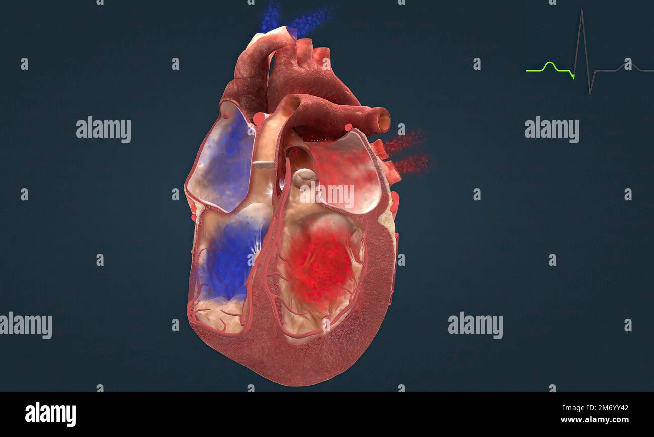 Heart electrical conduction system hi-res stock photography and images ...