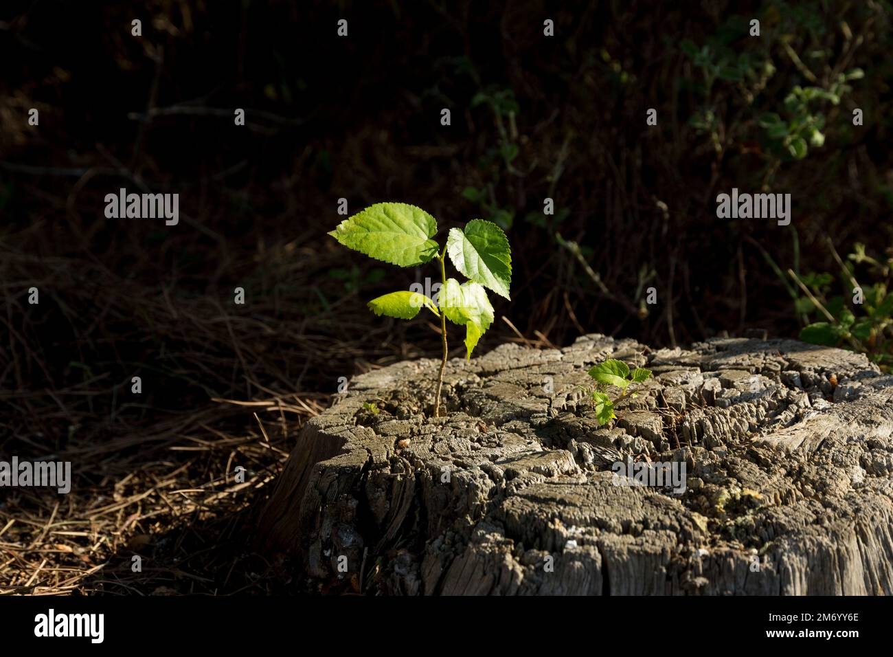 sprout from a cut tree Stock Photo - Alamy