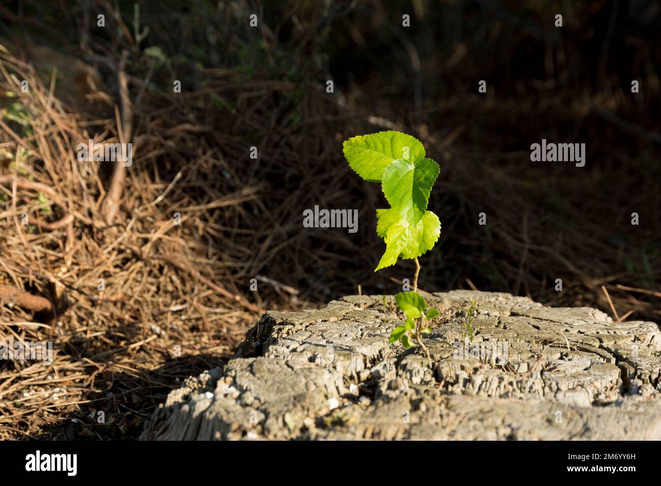sprout from a cut tree Stock Photo - Alamy