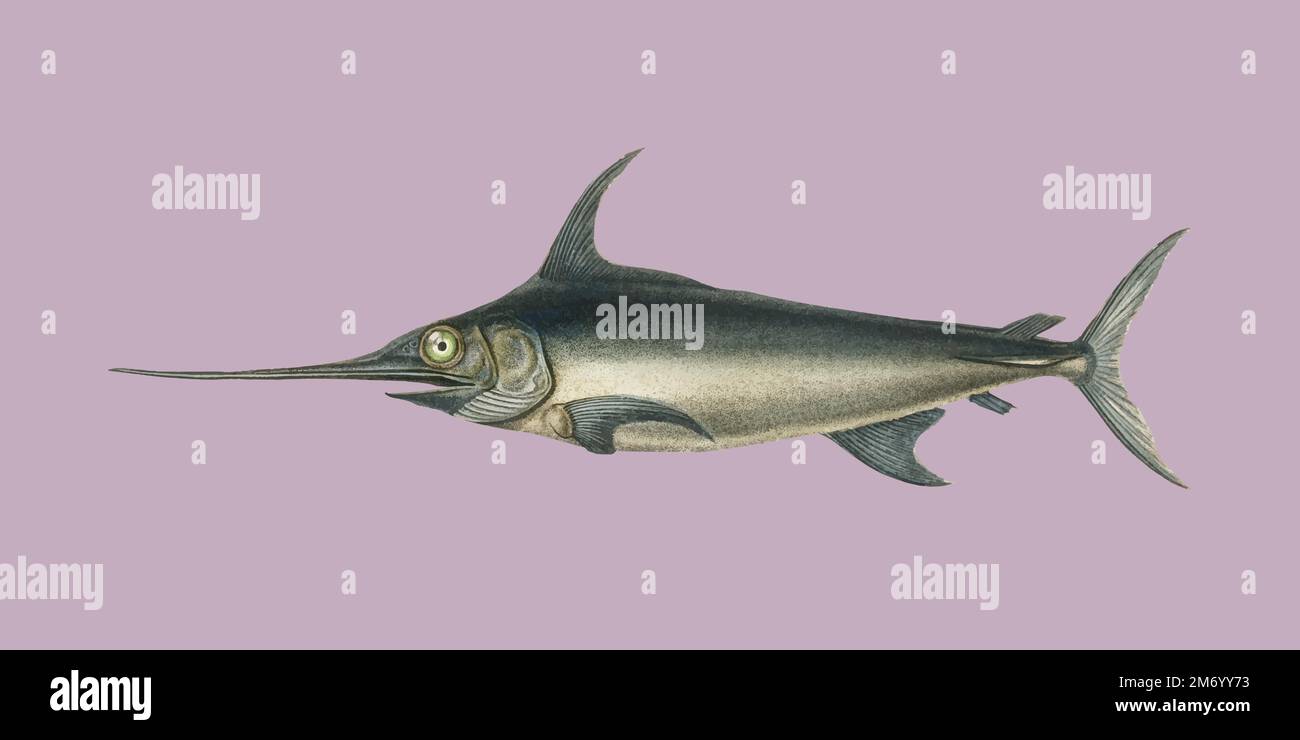 Swordfish (Xiphias gladius) illustrated by Charles Dessalines D'Orbigny ...