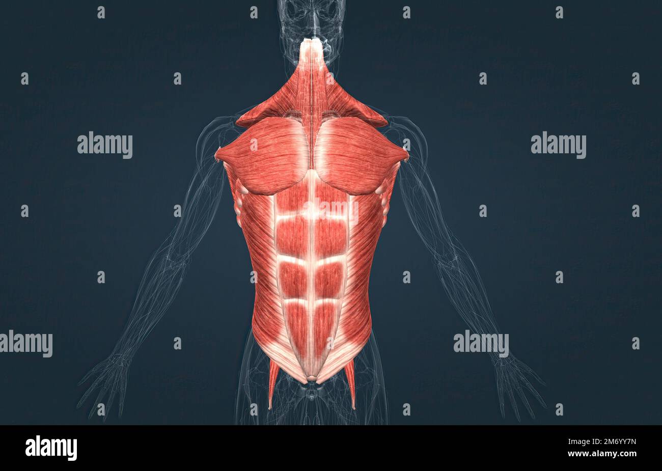 Synergist muscle hi-res stock photography and images - Alamy