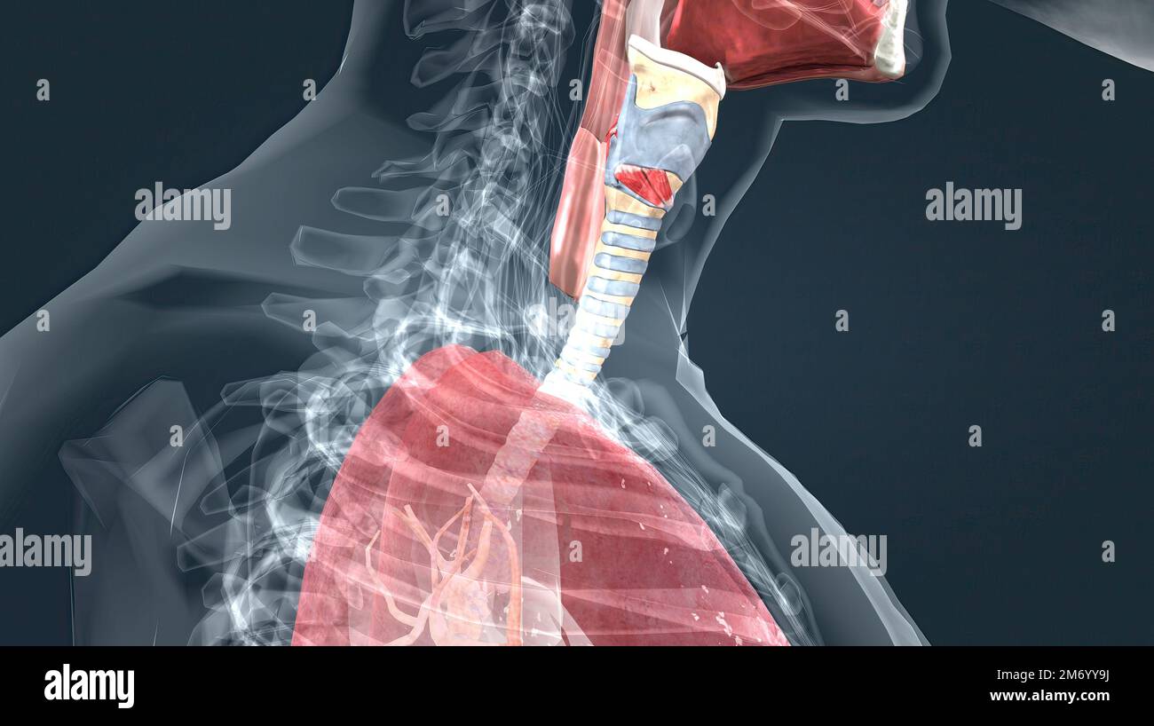 Nasal part of the pharynx hi-res stock photography and images - Alamy