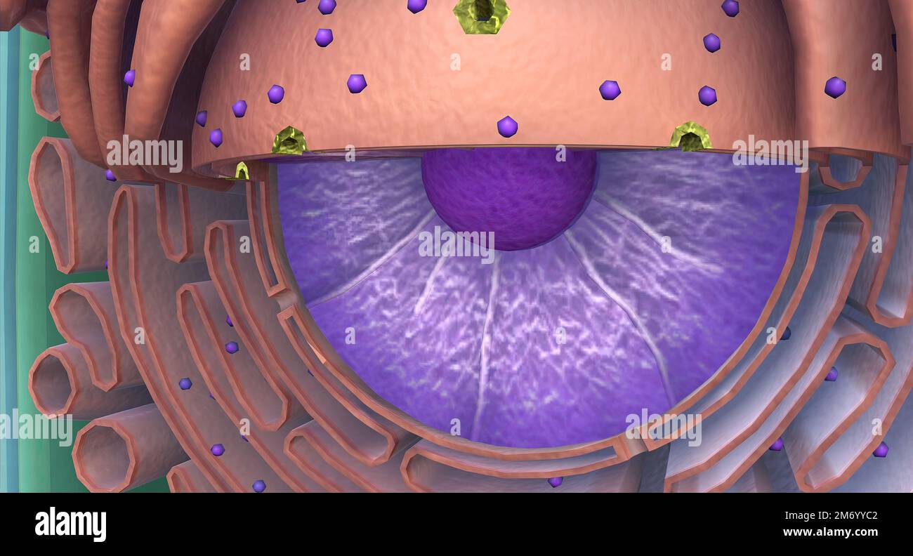 Cytoskeleton of plant cells hi-res stock photography and images - Alamy