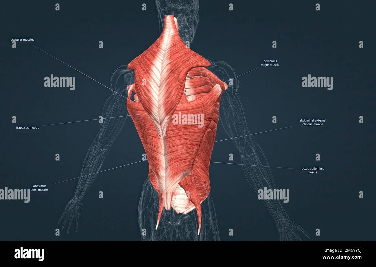 Synergist muscle hi-res stock photography and images - Alamy