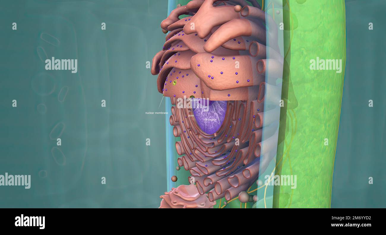 Cytoskeleton of plant cells hi-res stock photography and images - Alamy