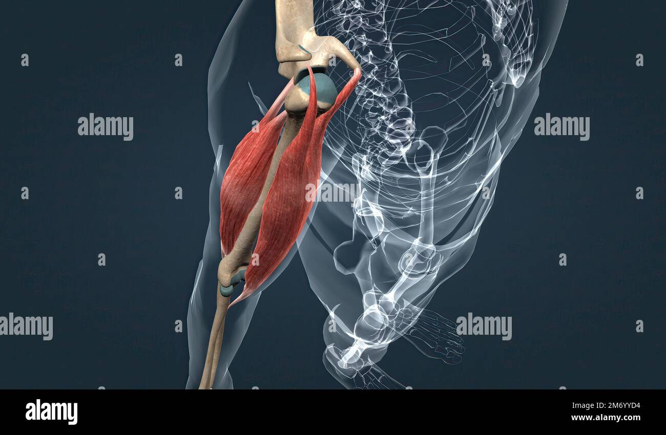 Fusiform muscle cell hi-res stock photography and images - Alamy