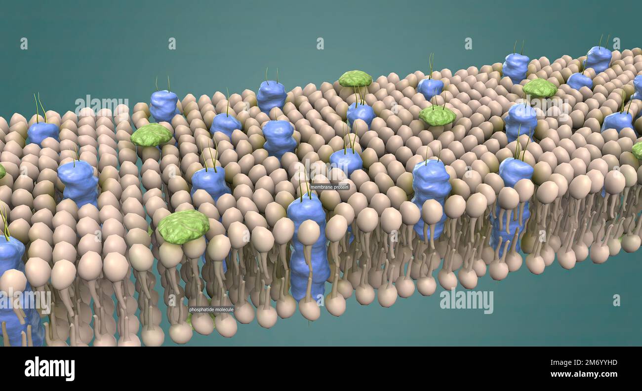 Eukaryotic cell membranes hi-res stock photography and images - Alamy
