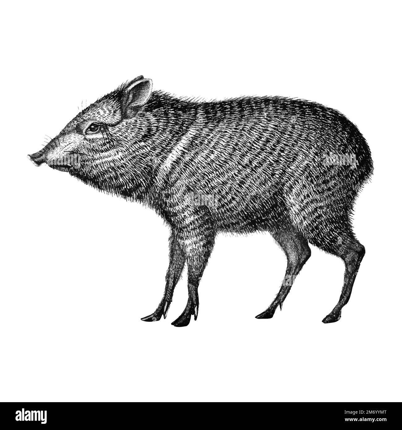 Pecari pig Stock Vector Images - Alamy Pecari pig Stock Vector Images - Alamy