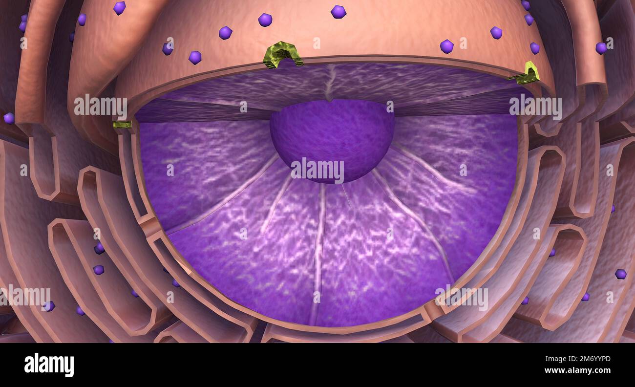 Cytoskeleton of plant cells hi-res stock photography and images - Alamy