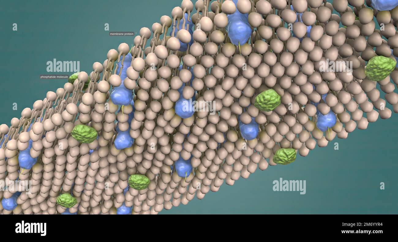 Eukaryotic cell membranes hi-res stock photography and images - Alamy