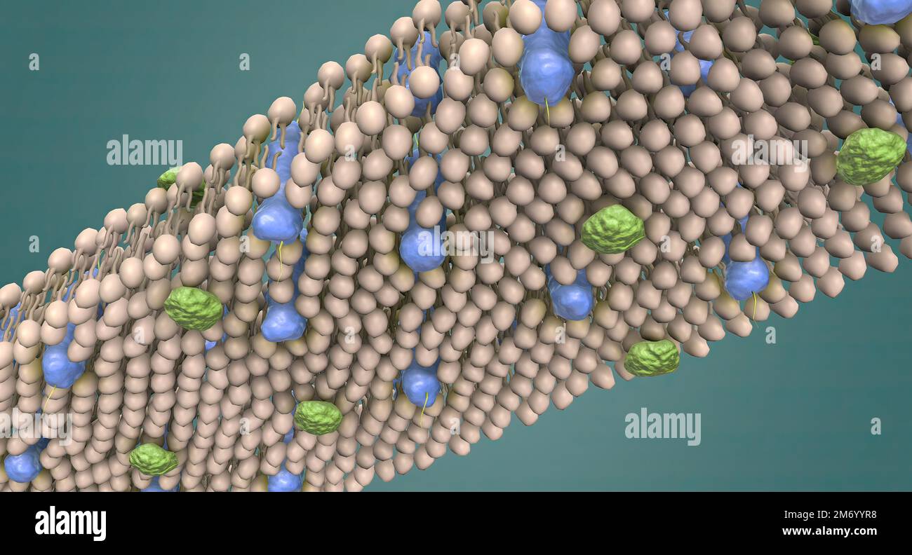 Eukaryotic cell membranes hi-res stock photography and images - Alamy